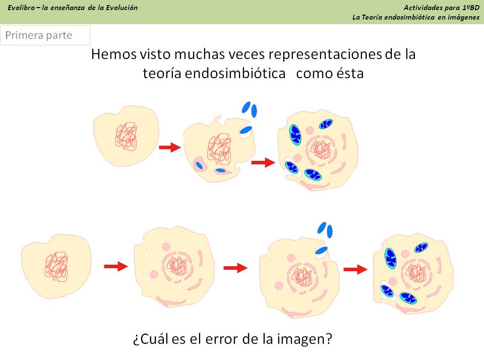 La endosimbiosis en imágenes :: Evolibro
